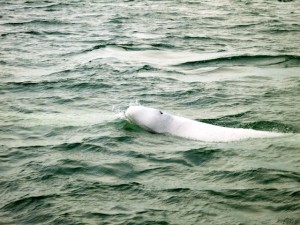 Beluga adventure in Churchill