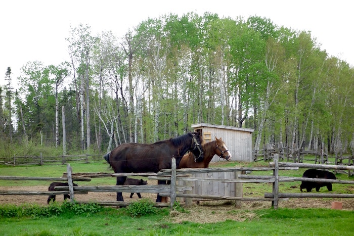 The wild Zoo sauvage de Saint-Félicien, Quebec