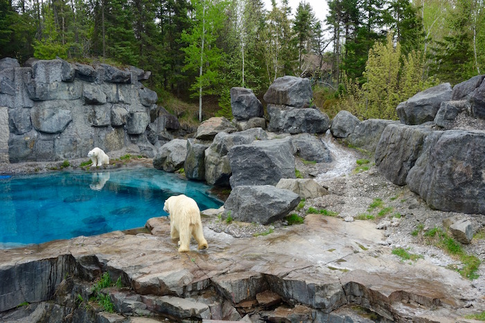 The wild Zoo sauvage de Saint-Félicien, Quebec